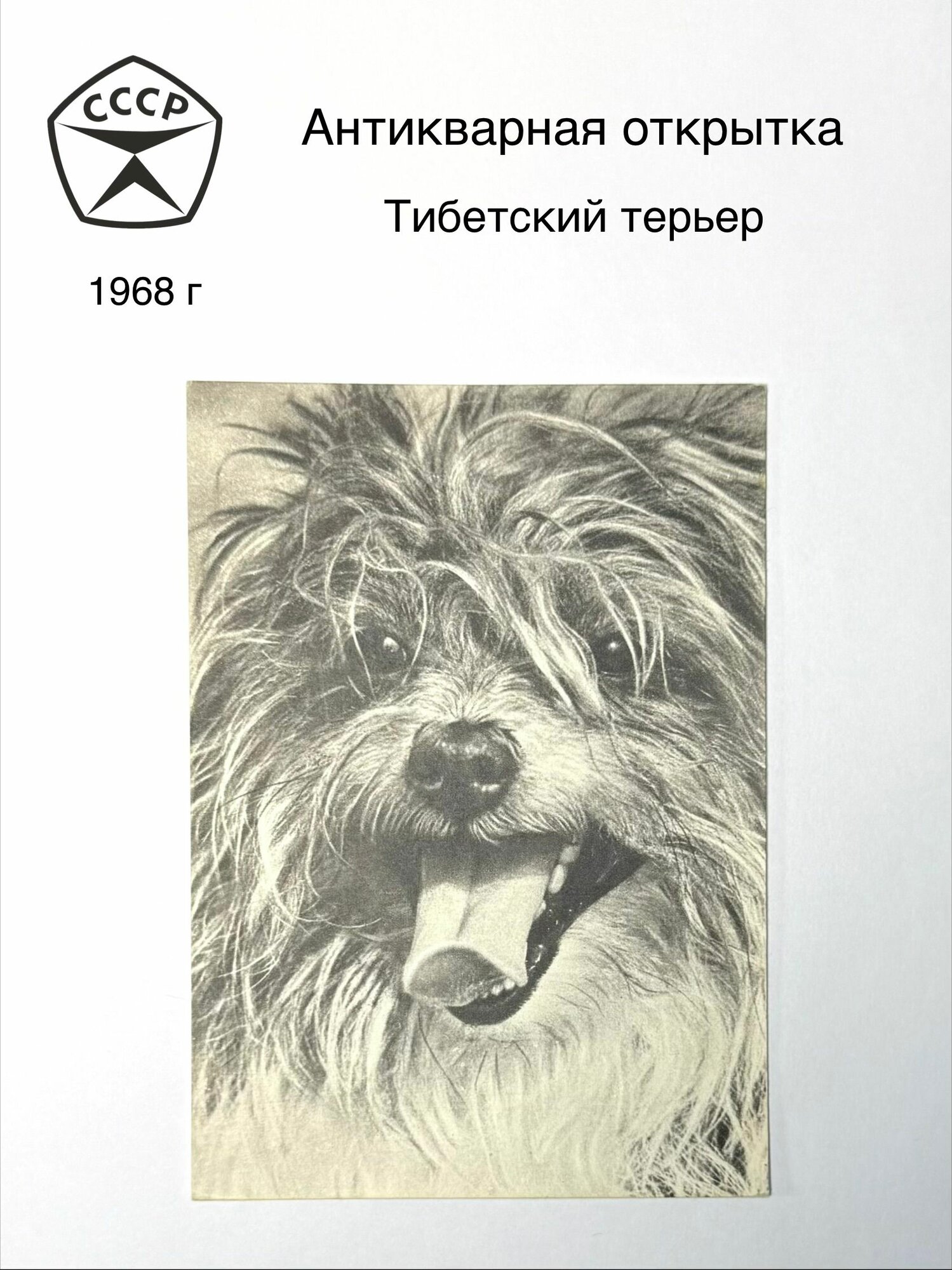 Антикварная почтовая открытка Тибетский терьер серии породы собак, СССР, 1968 г