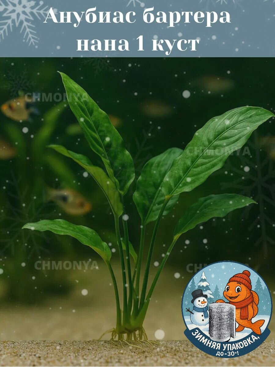 Аквариумное растение Анубиас бартера Нана (Anubias barteri nana), живое аквариумное растение 1 куст