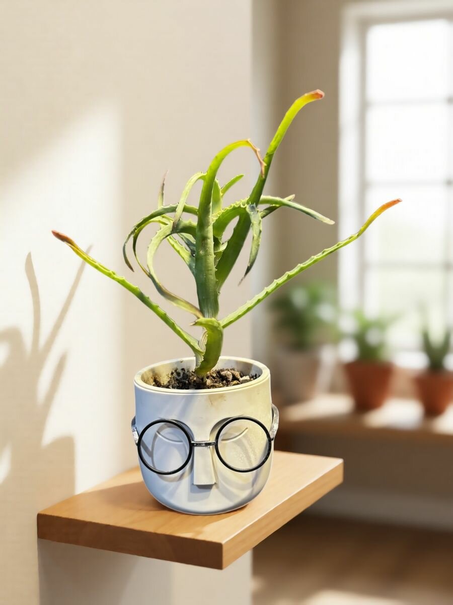 Комнатное растение Алоэ вера (лат. Aloe vera)Кактусы и суккуленты