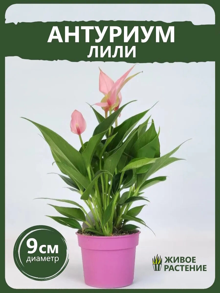 Антуриум Лили живой в техническом горшке с землей, D-9