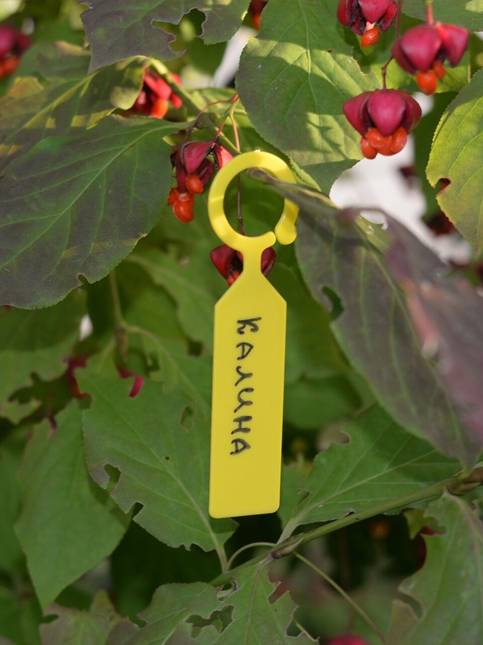 Табличка садовая подвесная Мультидом 11х3 см, пластиковая бирка для маркировки растений и саженцев, разноцветная (83.31)