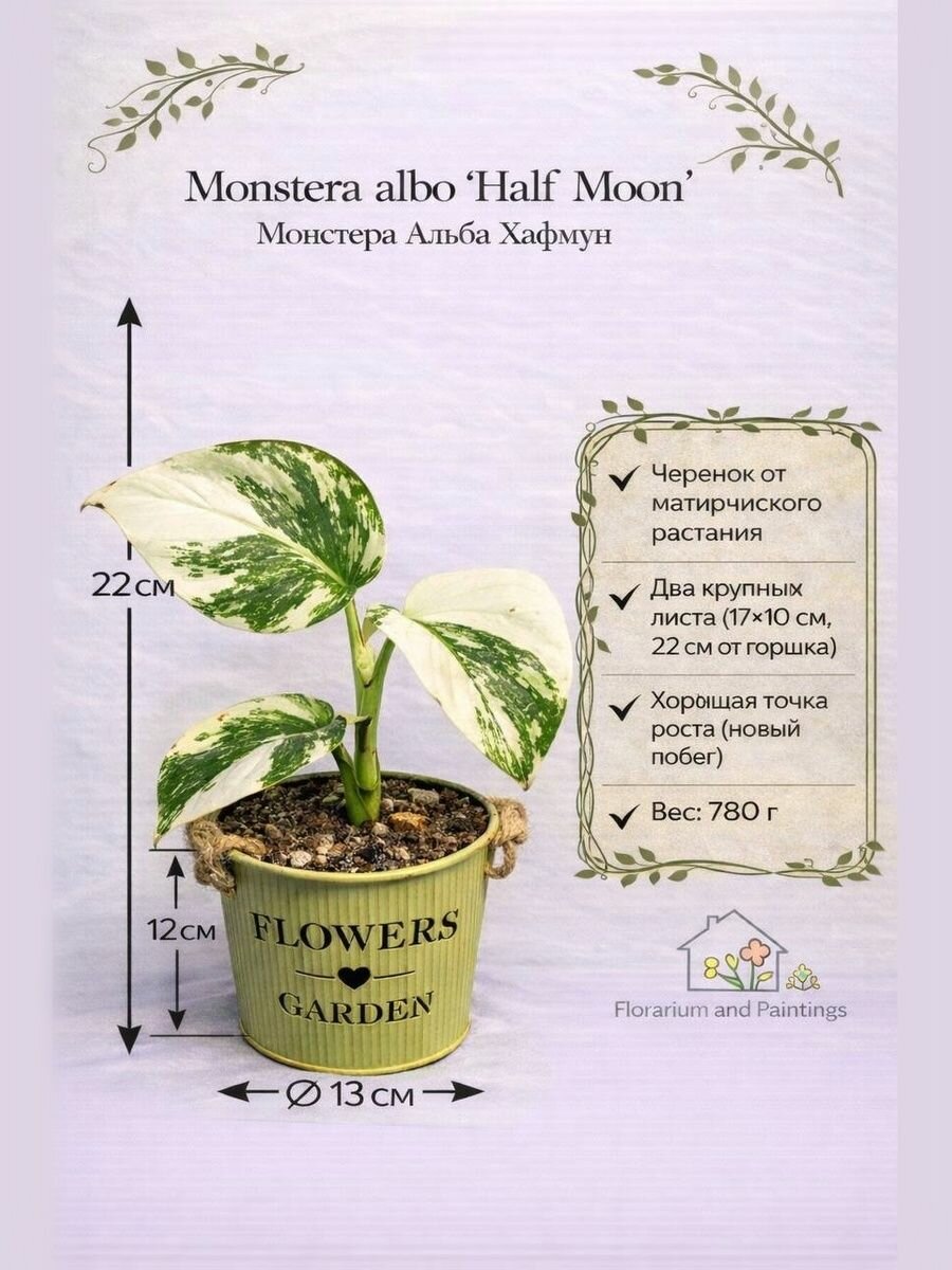 Комнатное растение монстера Альба Халф Мун черенок в 2 листа (англ. Half Moon половинка луны) технический горшок