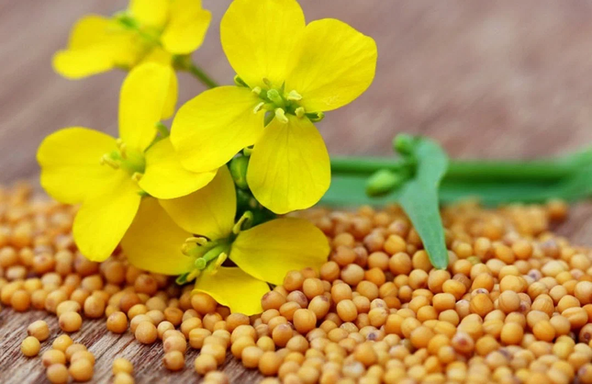 Семена Белая горчица "Сидерат", универсальное назначение, 1 кг