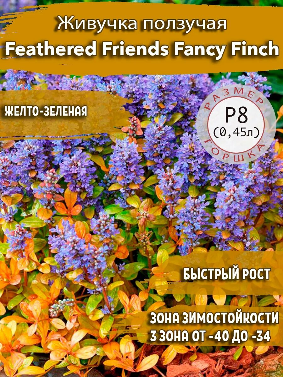 Живучка ползучая Feathered Friends Fancy Finch