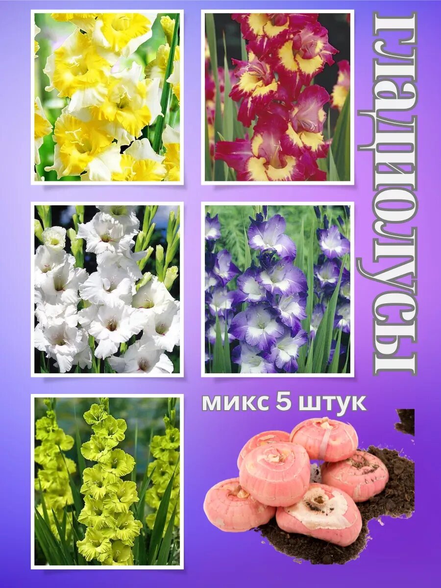 Гладиолус крупноцветковый, махровый , микс сортов, 5 луковиц