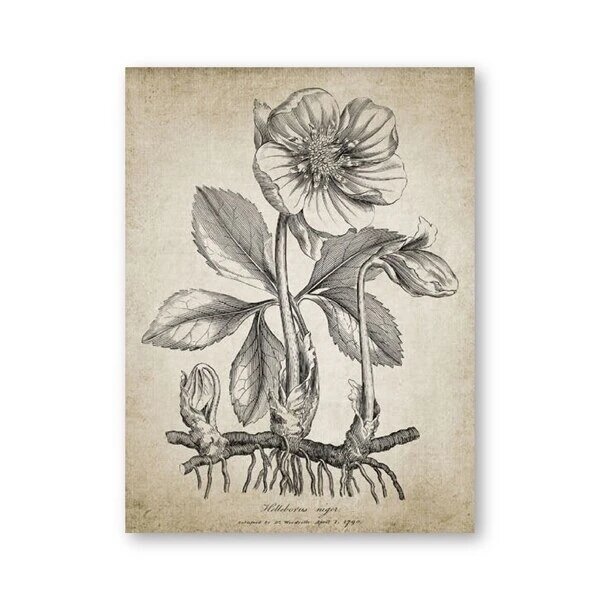Винтажные ботанические плакаты на холсте aooins 3PH6531, 13x18 cm No Frame