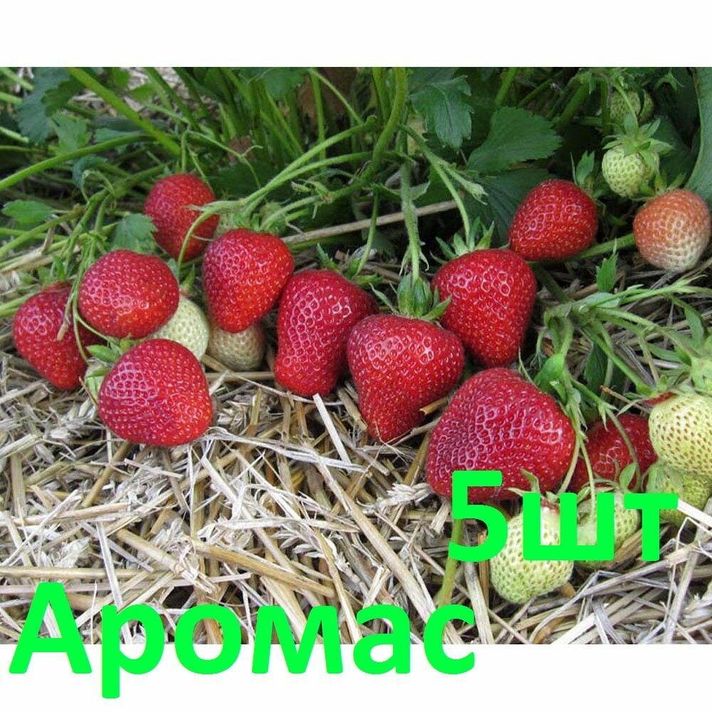 Рассада. Клубника Аромас