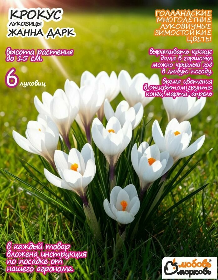 Крокус Луковица, Жанна Дарк, 6шт