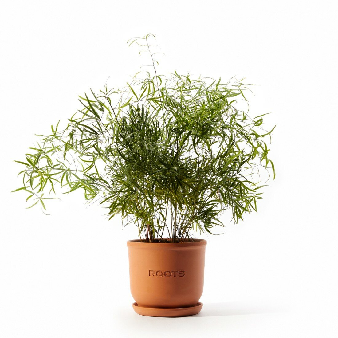 Аспарагус Фалькатус d17