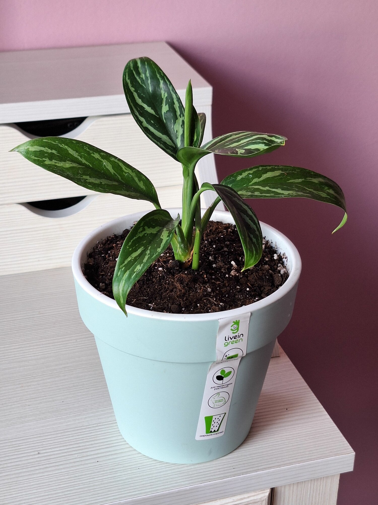 Аглаонема Тигресс Тигрица Aglaonema Tigress d12