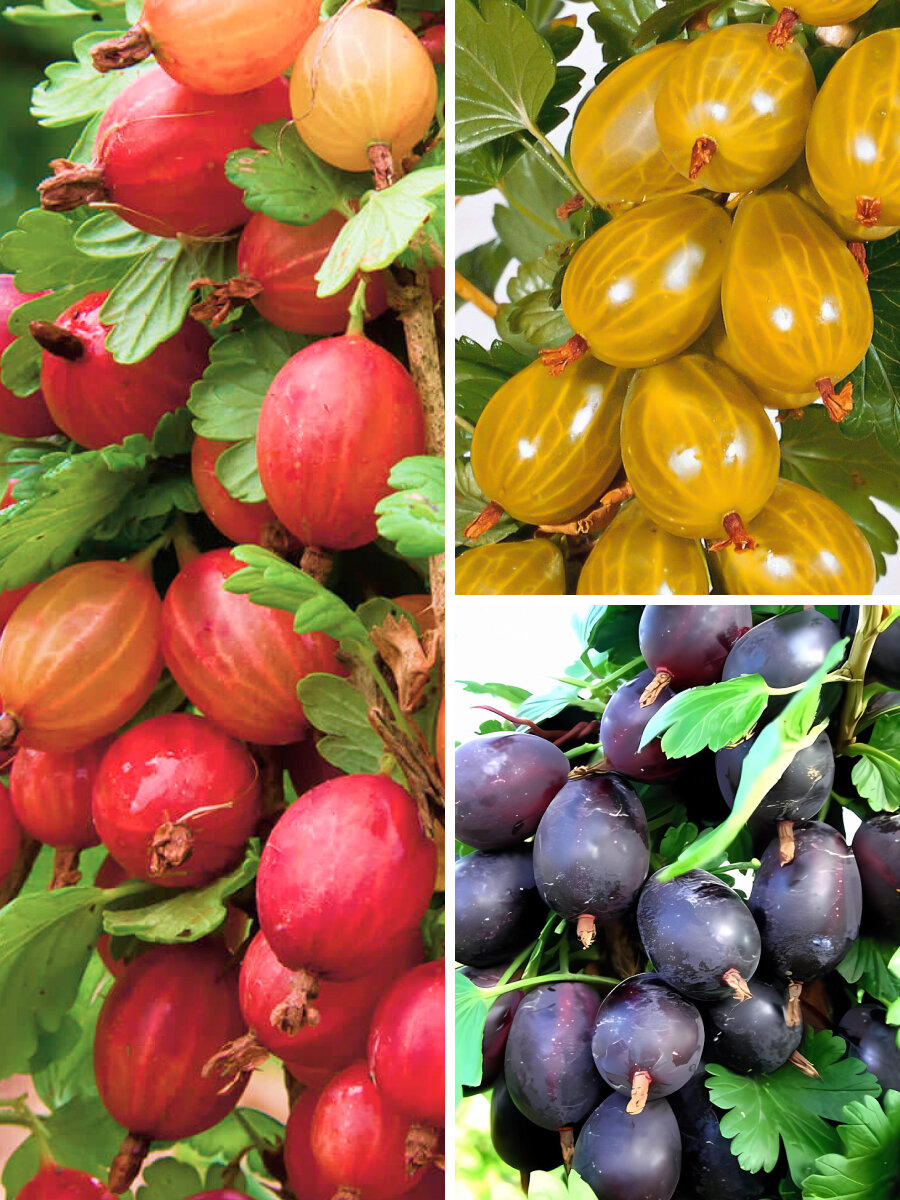 Комплект крыжовников бесшипных из 3 сортов / Грушенька, Колобок, Медовый