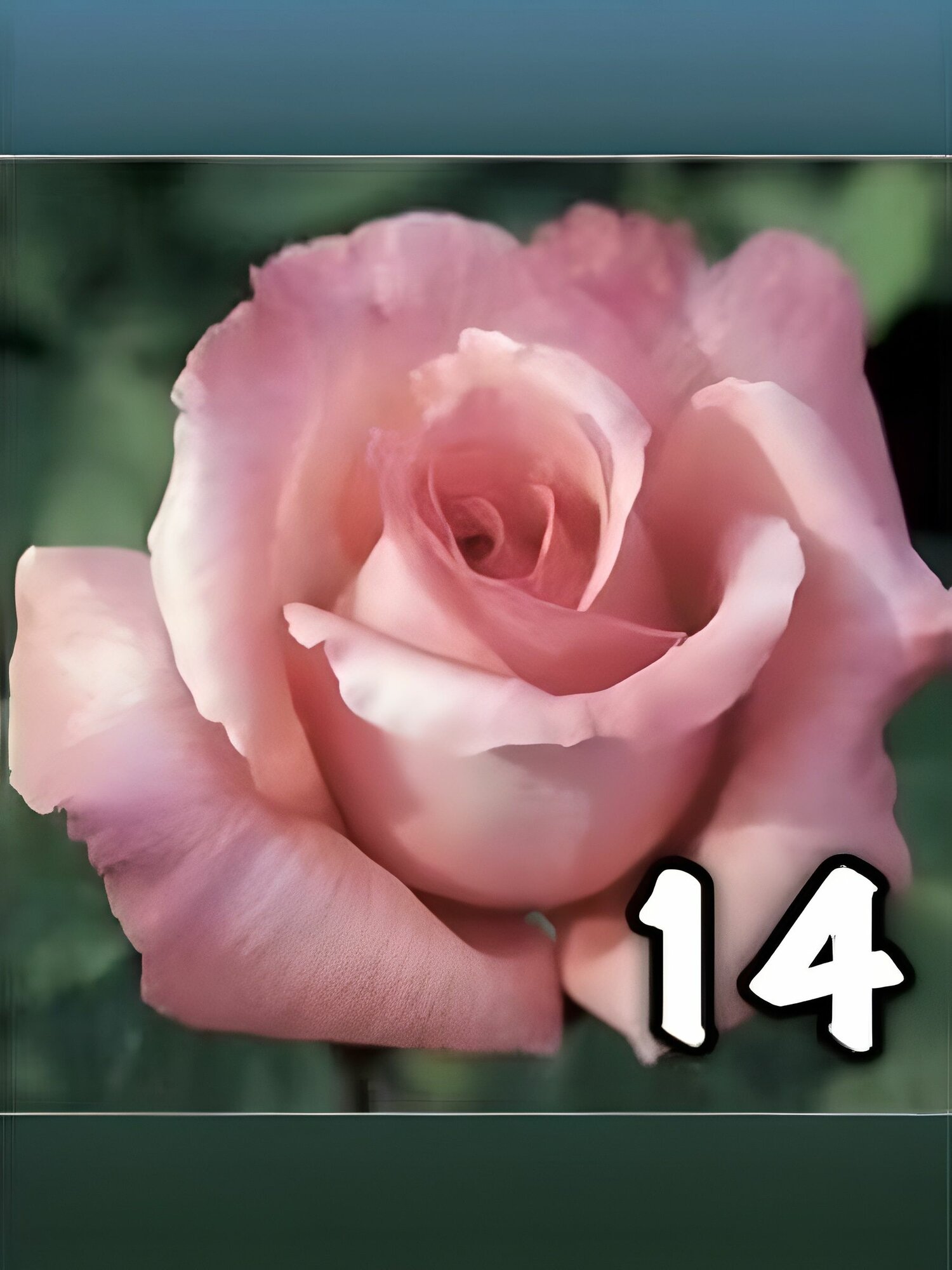 Роза семена в ампуле 10 штук