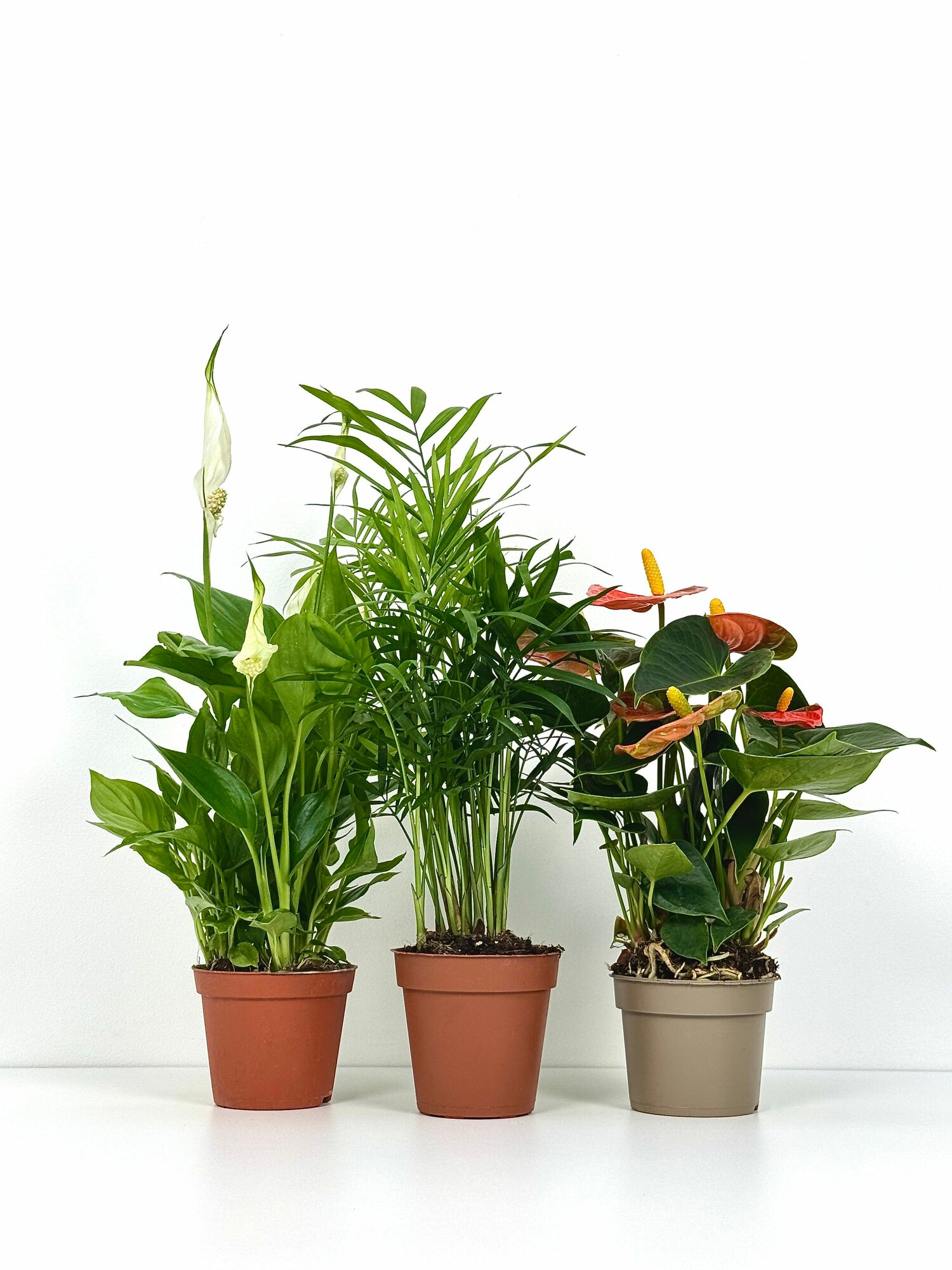 Набор 3 растения Спатифиллум Антуриум розовый Пальма Хамедорея в горшке D9 (живые растения)