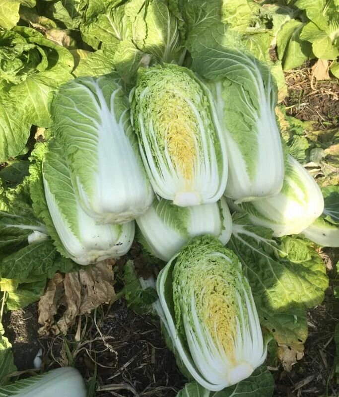 Коллекционные семена капусты пекинская Дюймовочка