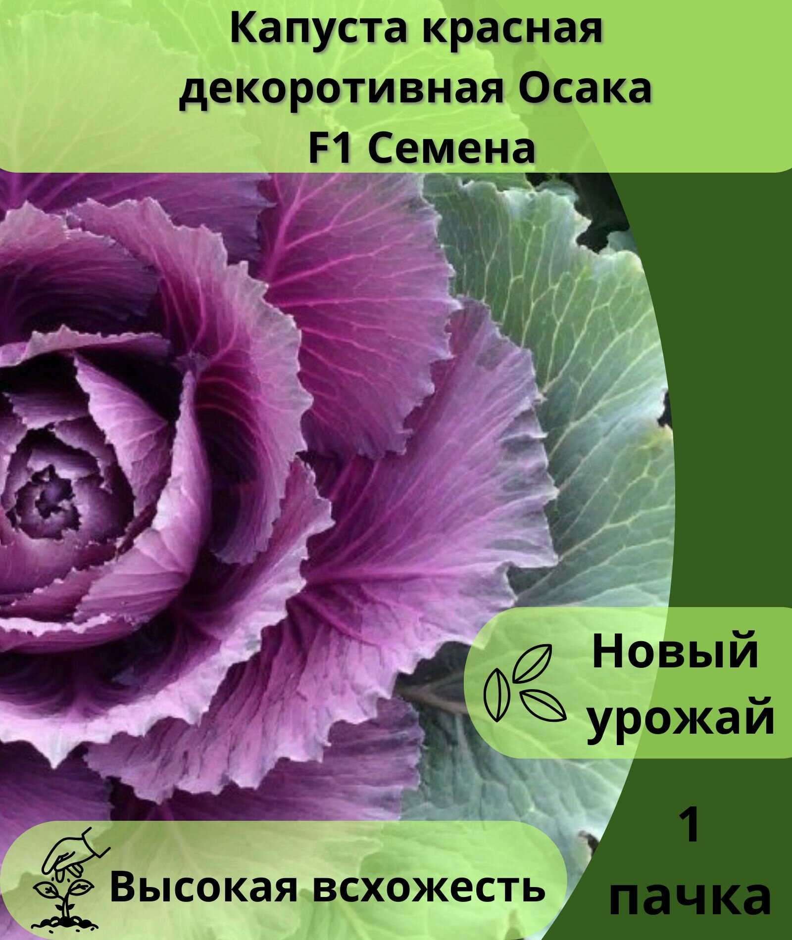 Капуста Осака F1 красная декоративная, семена 10шт