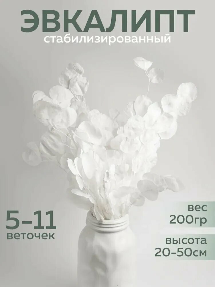 Стабилизированные цветы Эвкалипт, 50 см, 200 гр，（Рекомендуемые качественные продукты）