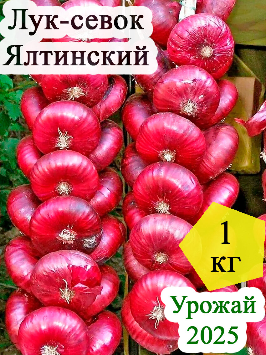 Лук севок Ялтинский красный 1 кг
