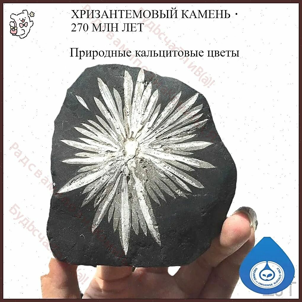 Натуральный хризантемовый камень с белым цветочным узором 100-150 г коллекционный минеральный образец