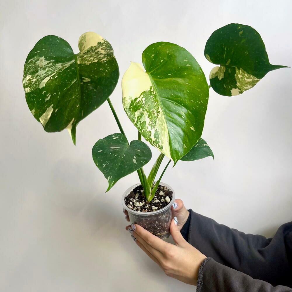 Комнатное растение, Монстера Тайское Созвездие в техническом кашпо, 38 см