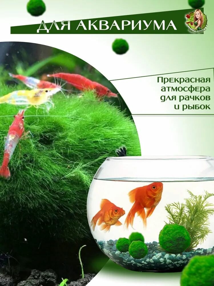 Маримо Marimo moss ball Кладофора — фото 1