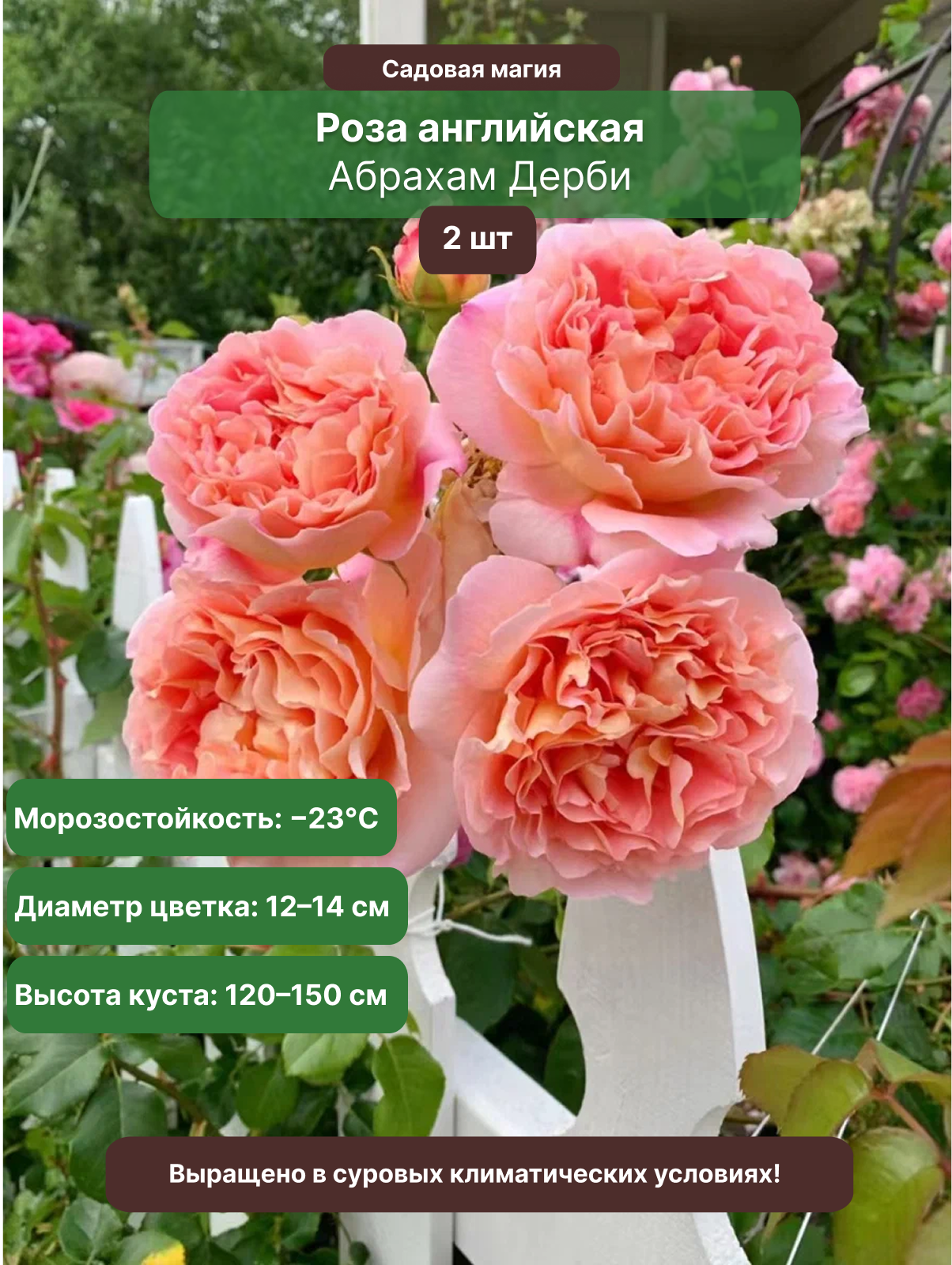 Роза английская Абрахам Дерби , 2 саженца , многолетняя , розовая