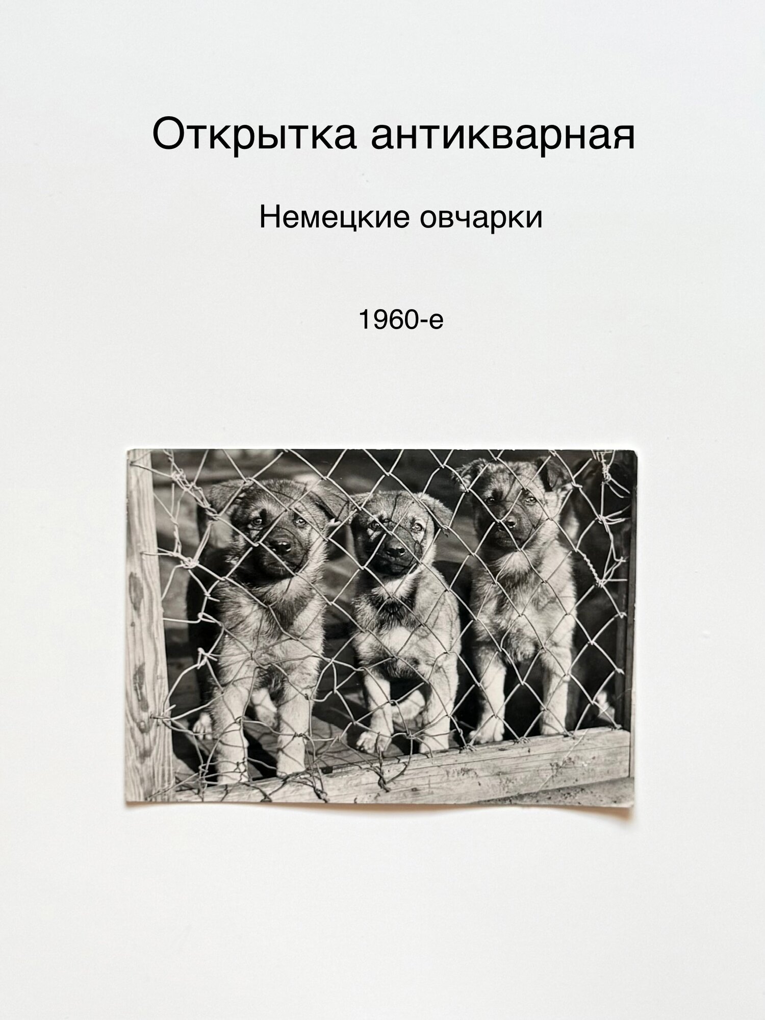 Антикварная почтовая открытка Немецкие овчарки серии Породы собак, СССР, 1960-е
