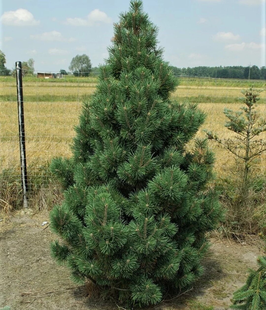 Сосна горная Колумнарис (Columnaris), 100-120, С25