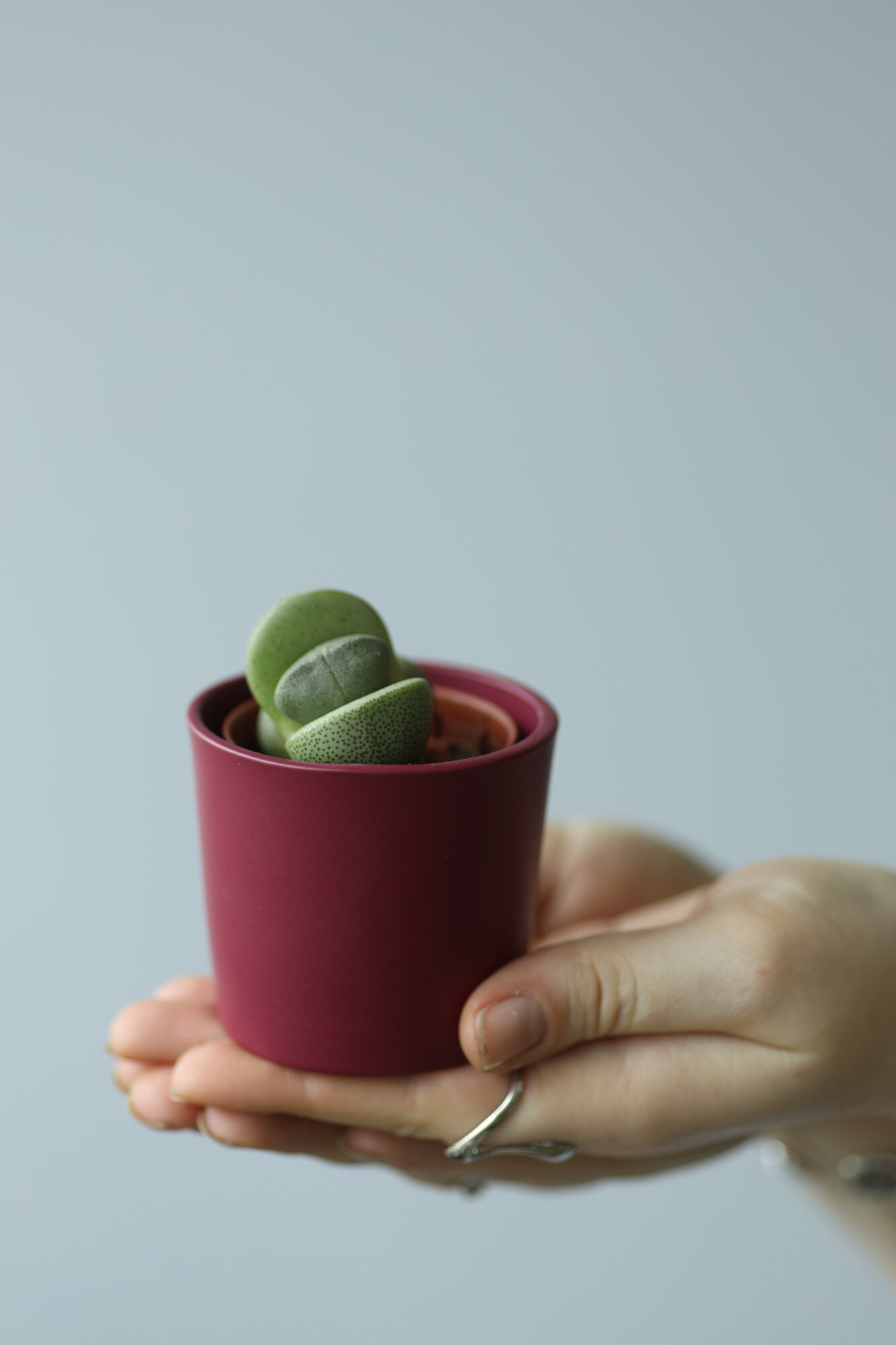 Литопс (d5,5 / h8)