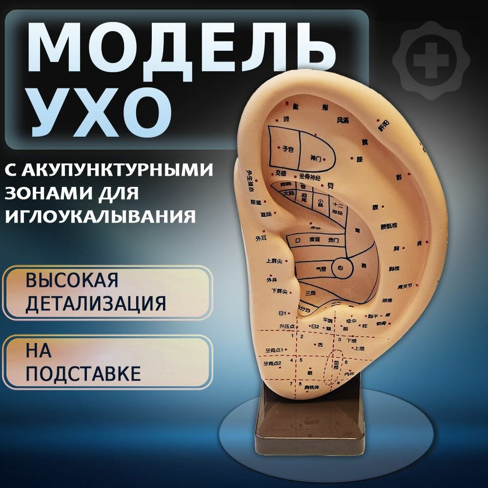 Анатомическая модель