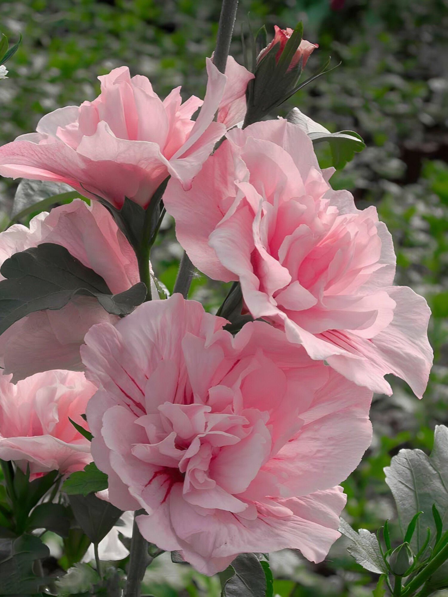 Гибискус уличный махровый Пинк Шифон в горшке 2л