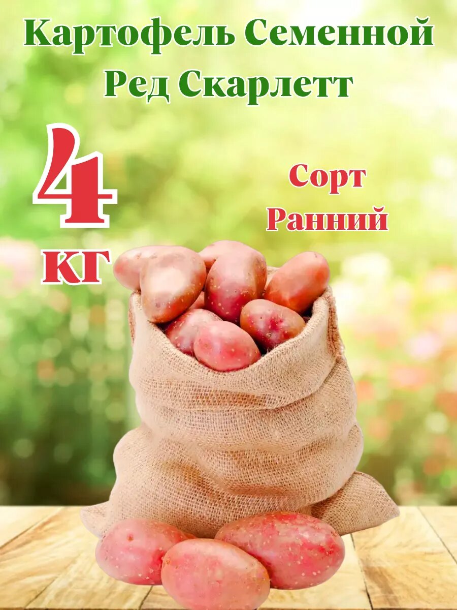 Картофель Семенной Ред Скарлетт 4кг