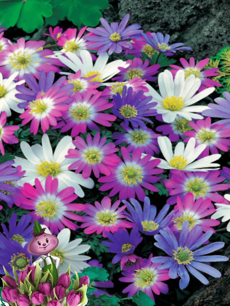 Луковицы цветов, Chipollino flowers, анемоны BLANDA MIXED (20 луковиц)