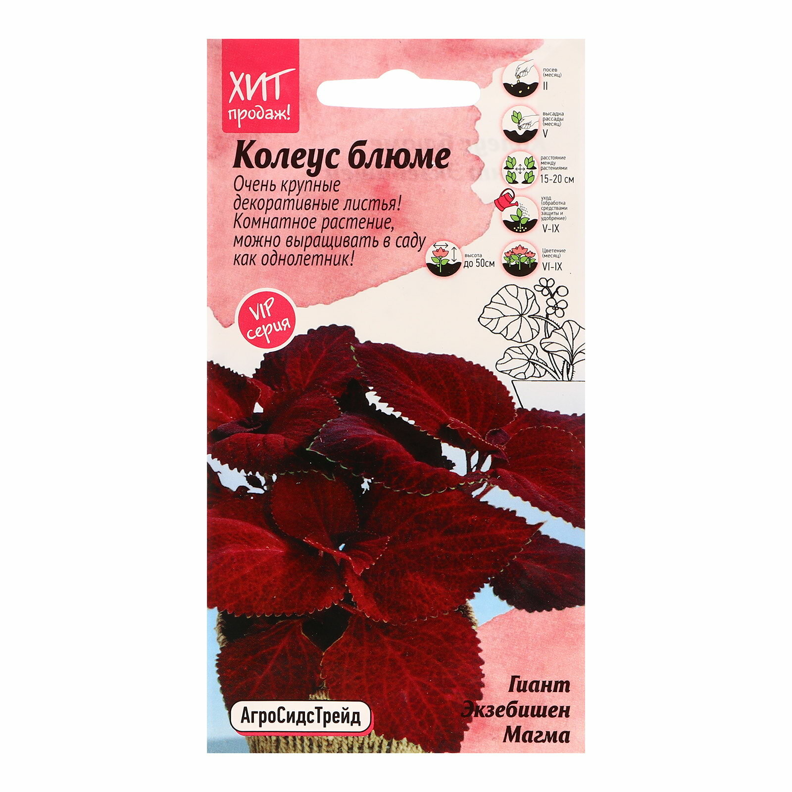 Семена цветов Колеус блюме "Гиант Экзебишен Магма", 10 шт, назначение: для балкона, веранды