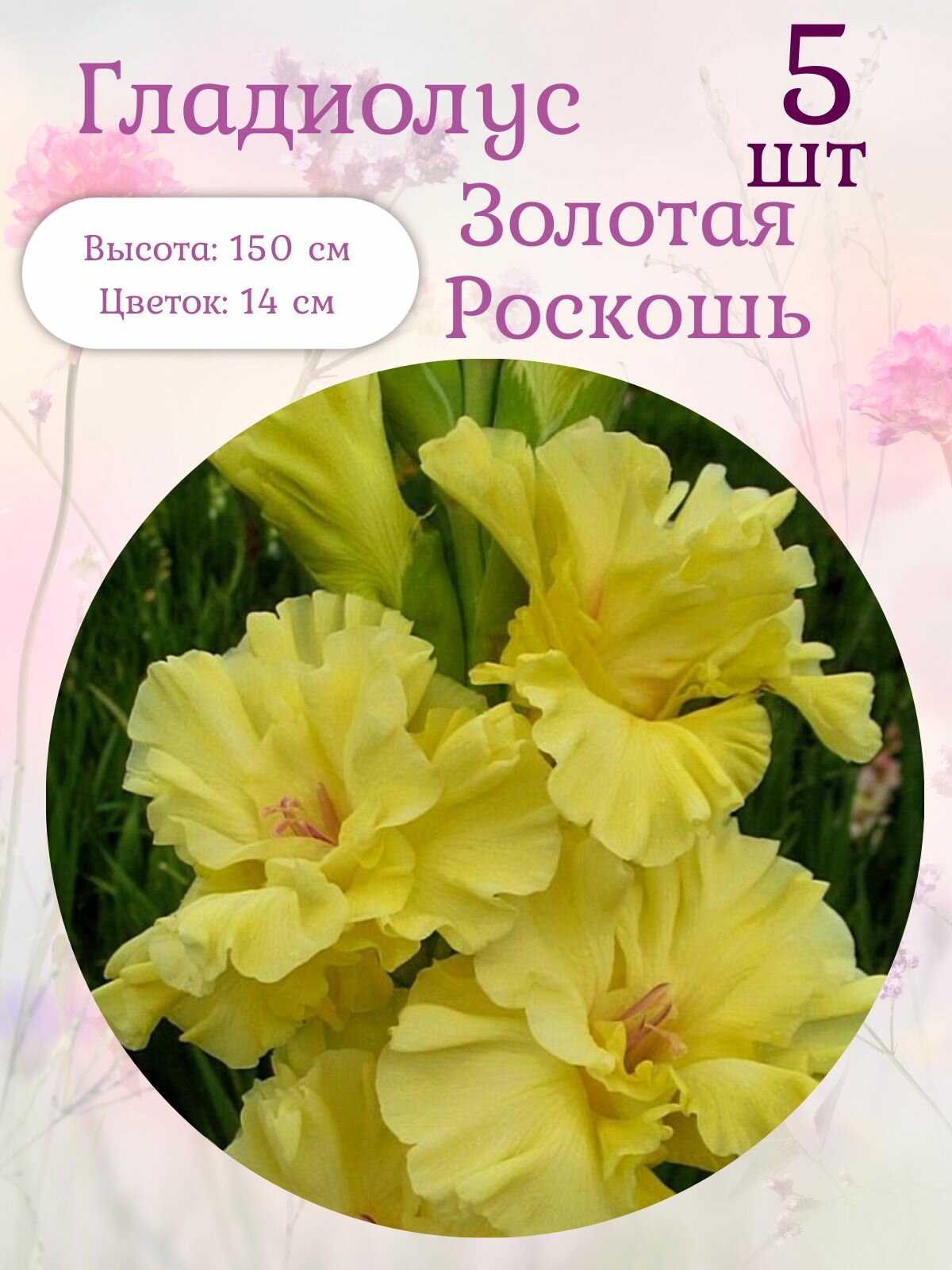 Гладиолусы, многолетние цветы, луковицы 5 шт.