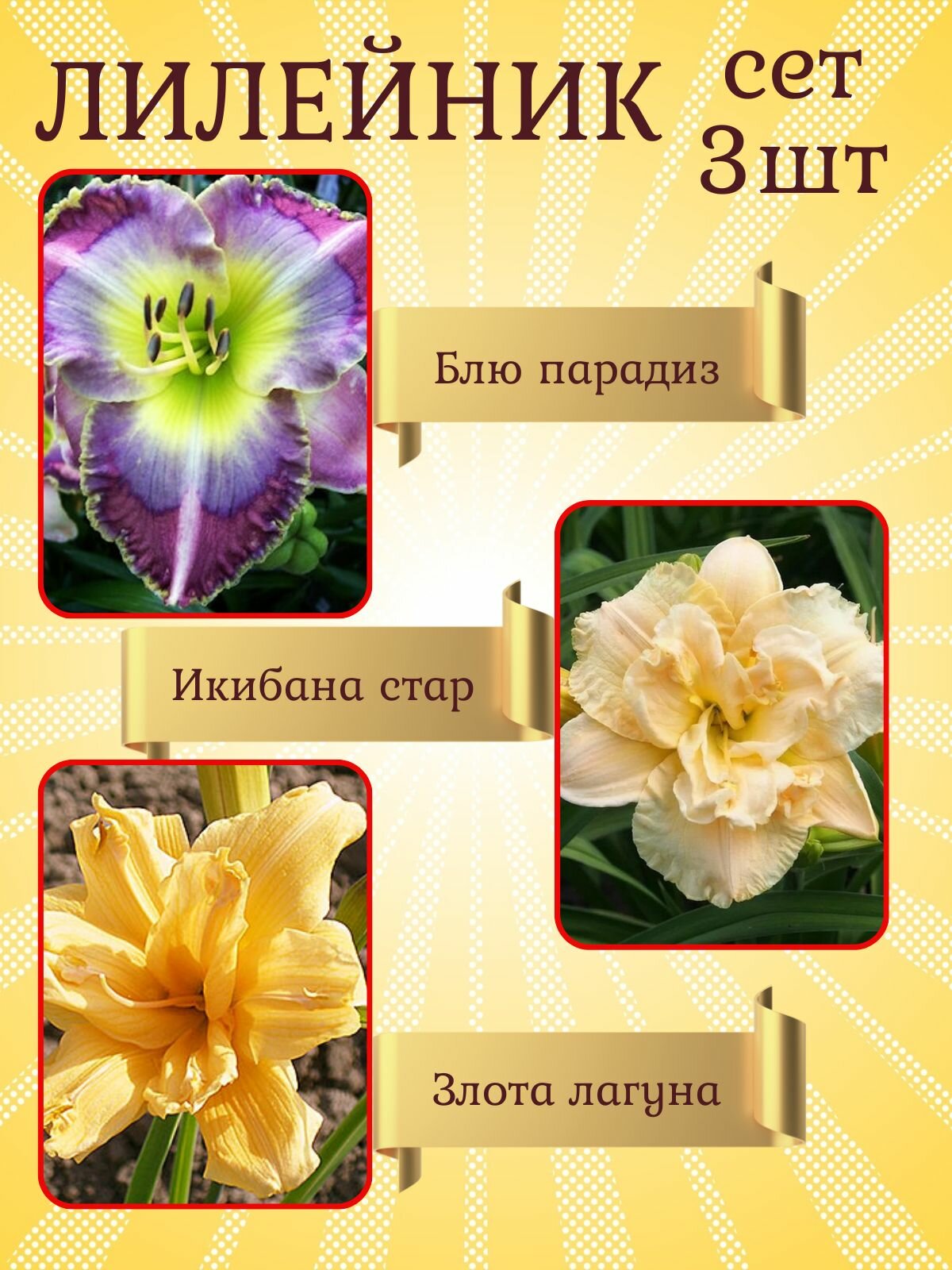 Лилейник, многолетние цветы, Сет из 3 штук