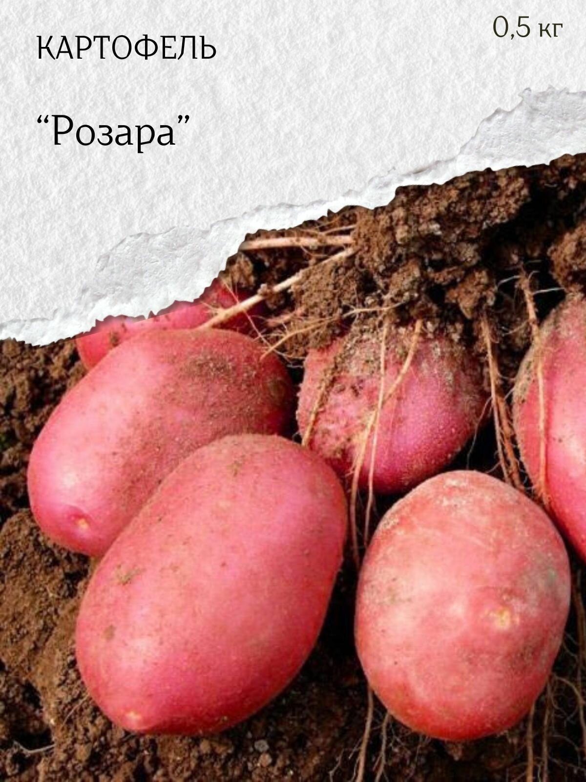 Картофель семенной красный Розара клубни на посадку 500 гр.