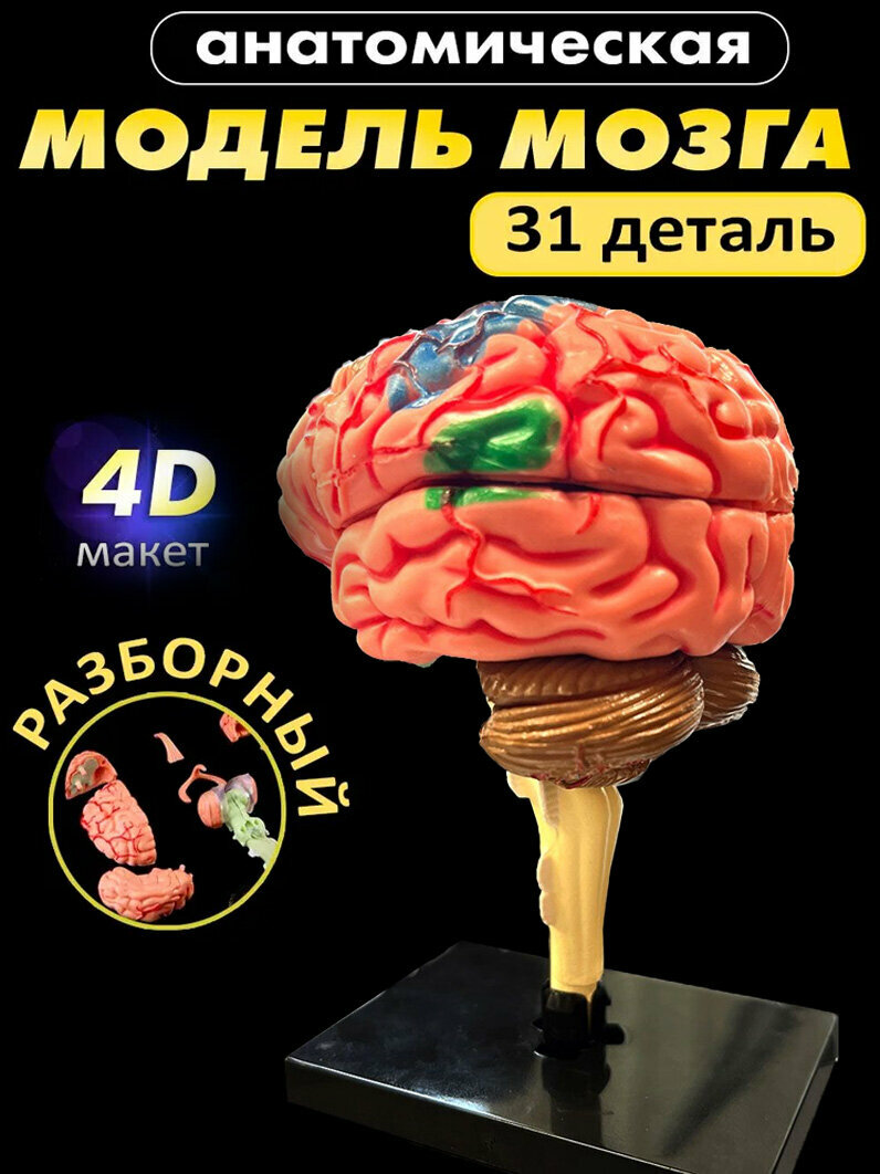 Анатомическая модель