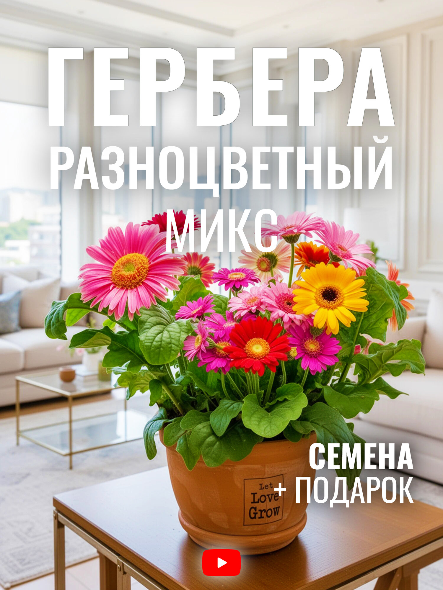Гербера Разноцветный Микс, Семена, 10 шт, семена цветов для дома и сада