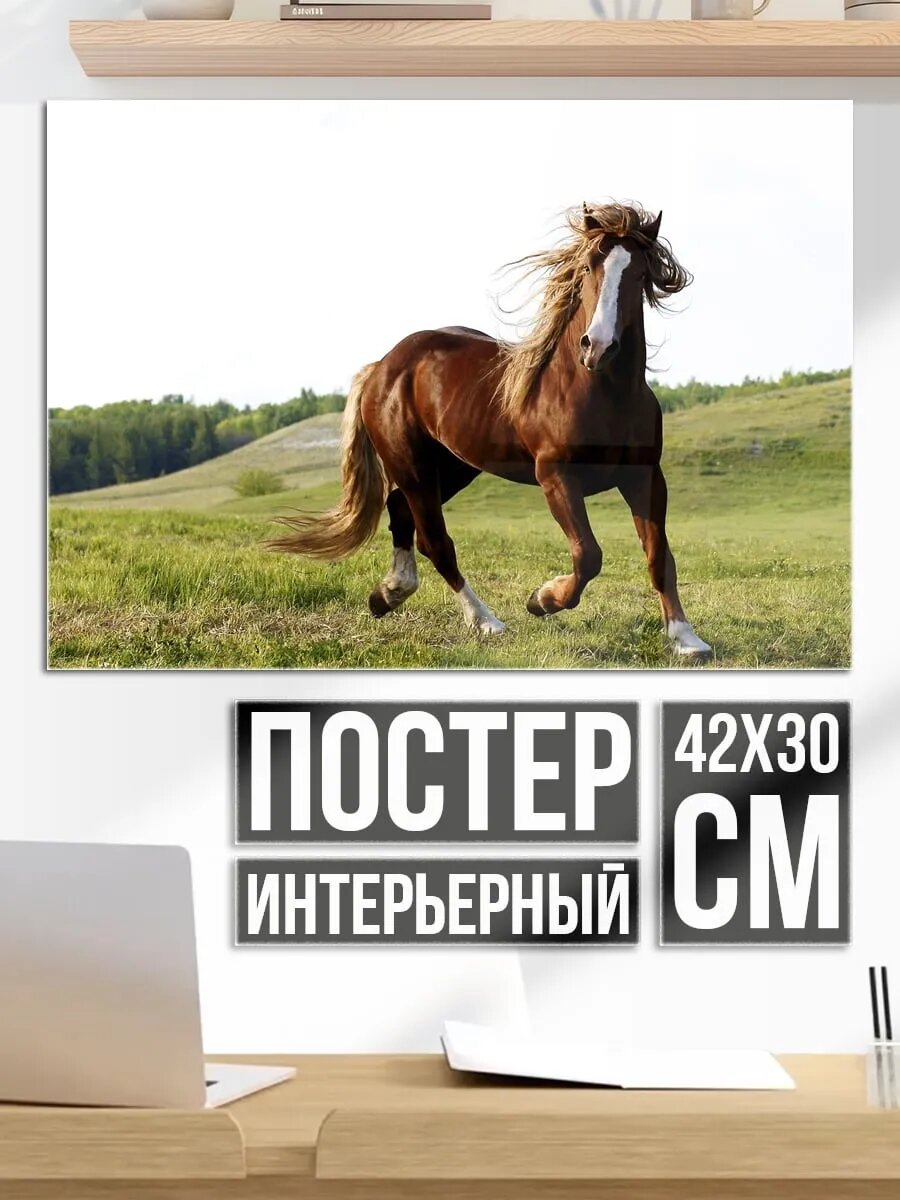 Плакат постер Рыжий конь поле