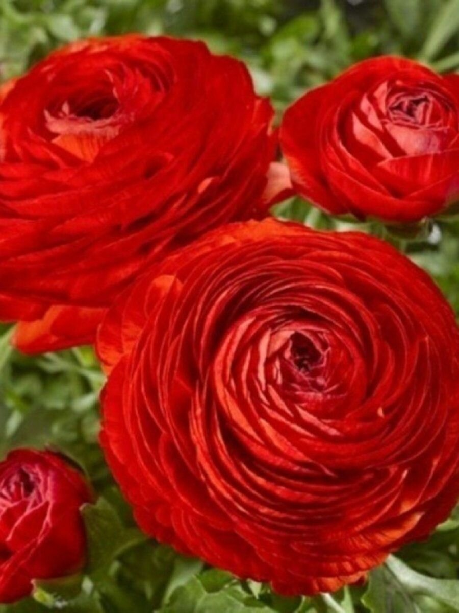 Ранункулюс Ред 10шт. / Луковицы ранункулюса