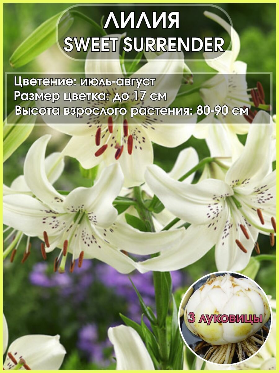 Лилия азиатская Свит Суррендер, луковицы 3 штуки
