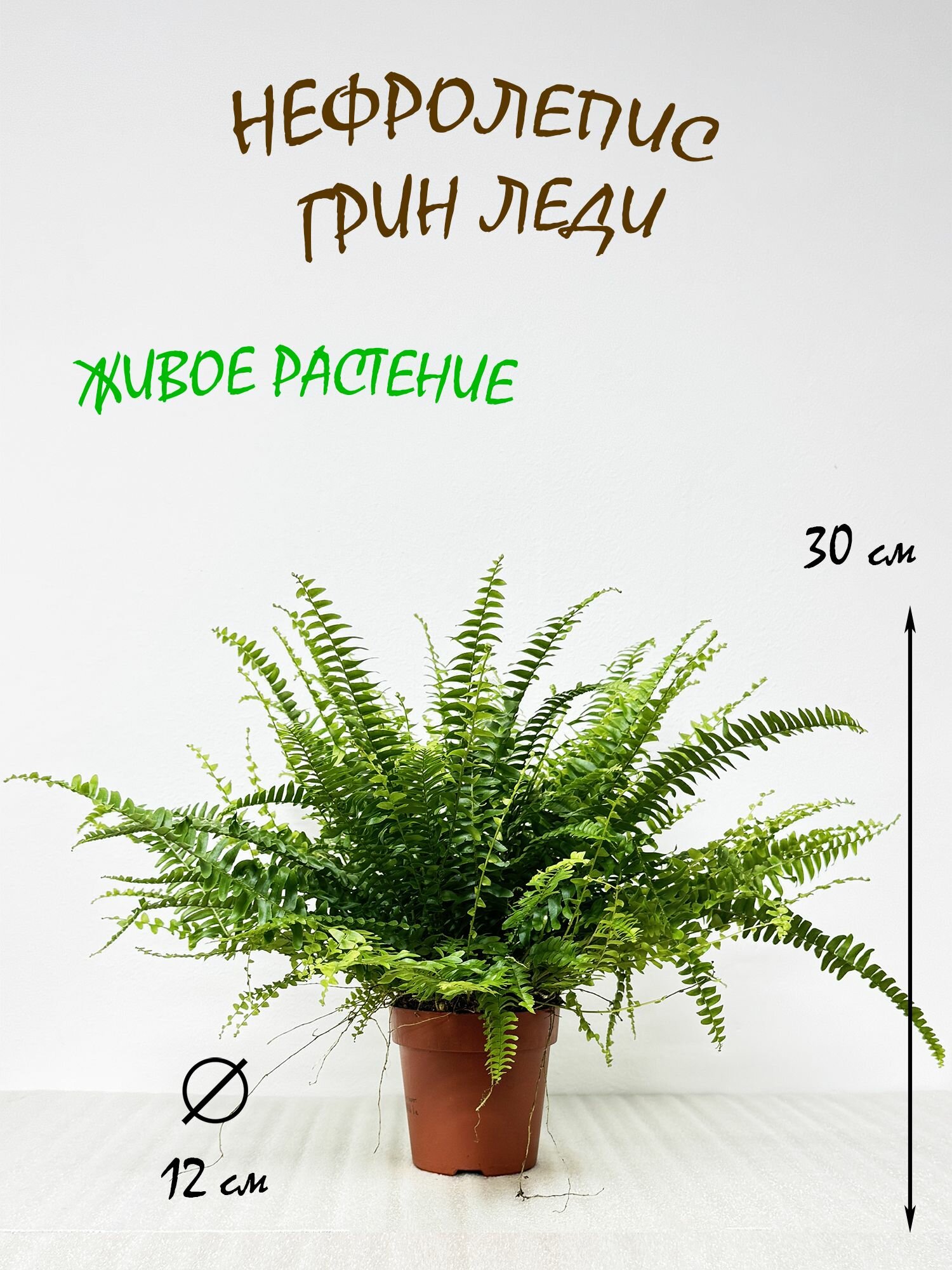Нефролепис Грин Леди, высота 35см