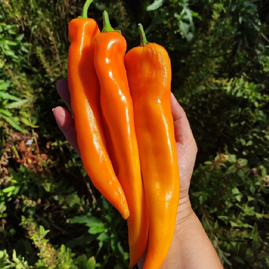 Семена Орешка Перец сладкий Corbaci 5 ШТ