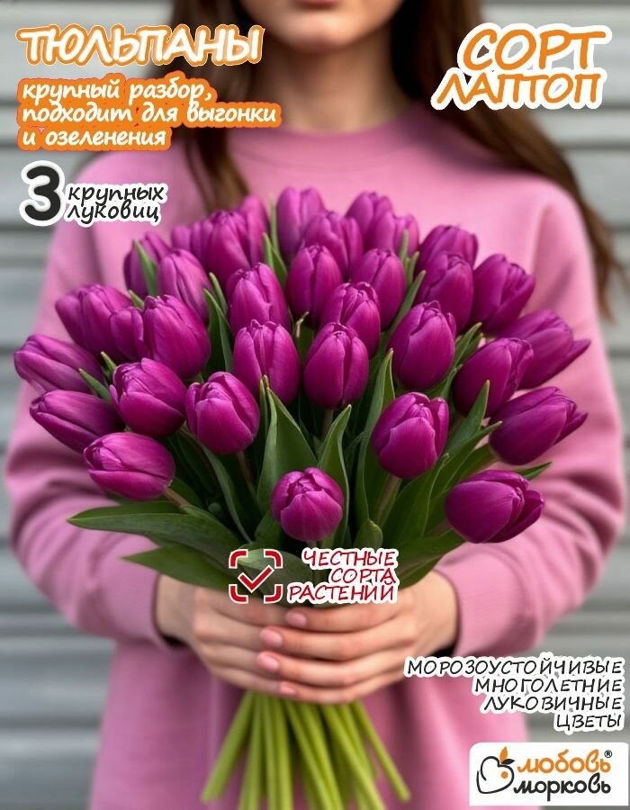 Тюльпан Луковица, Лаптоп, 3 шт крупные