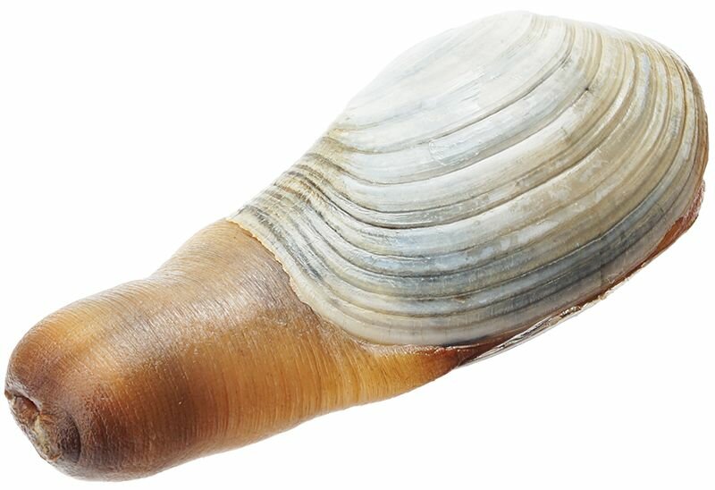 Гуидак живой 1шт