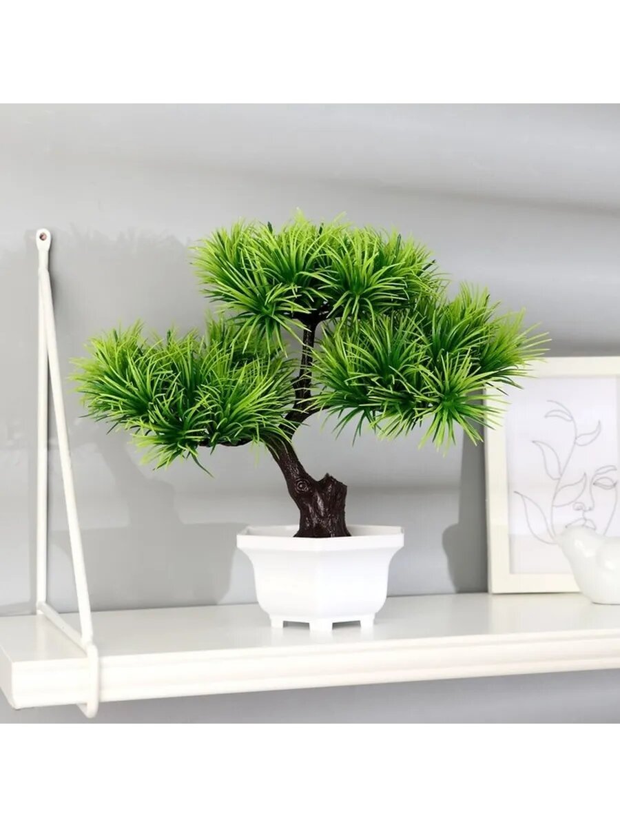 Стильный бонсай в современном горшке