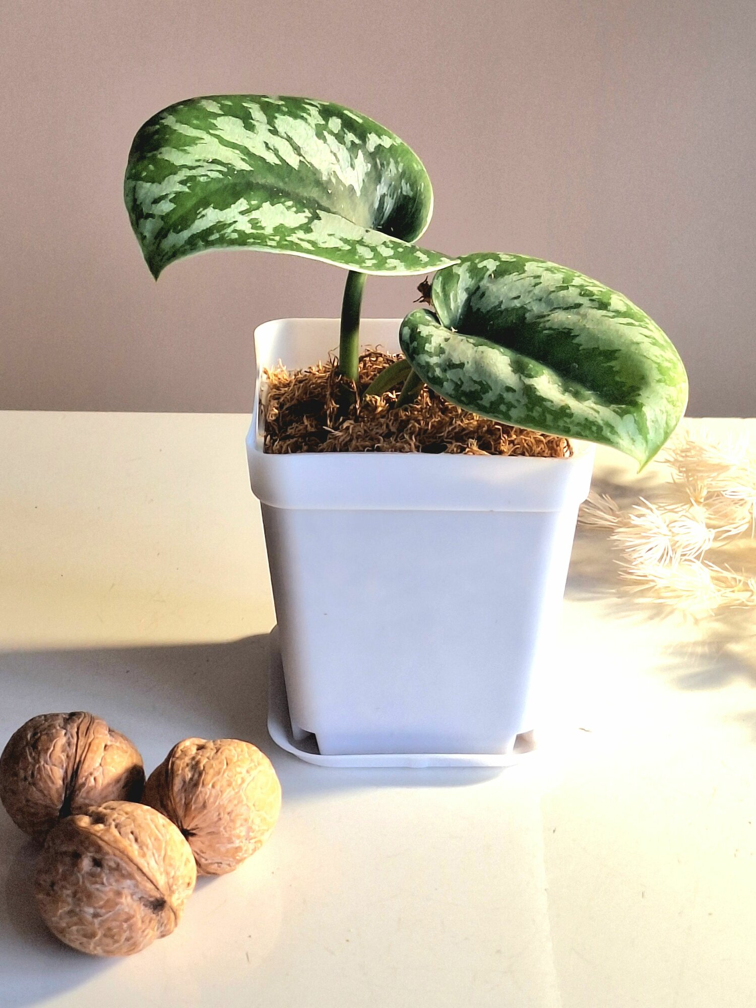 Сциндапсус Пиктус Требе Scindapsus Pictus Trebie d7
