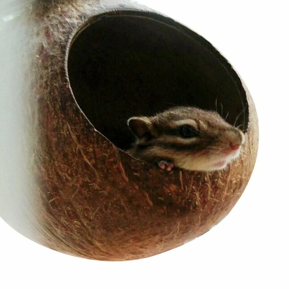 Натуральный кокосовый домик для попугаев и грызунов