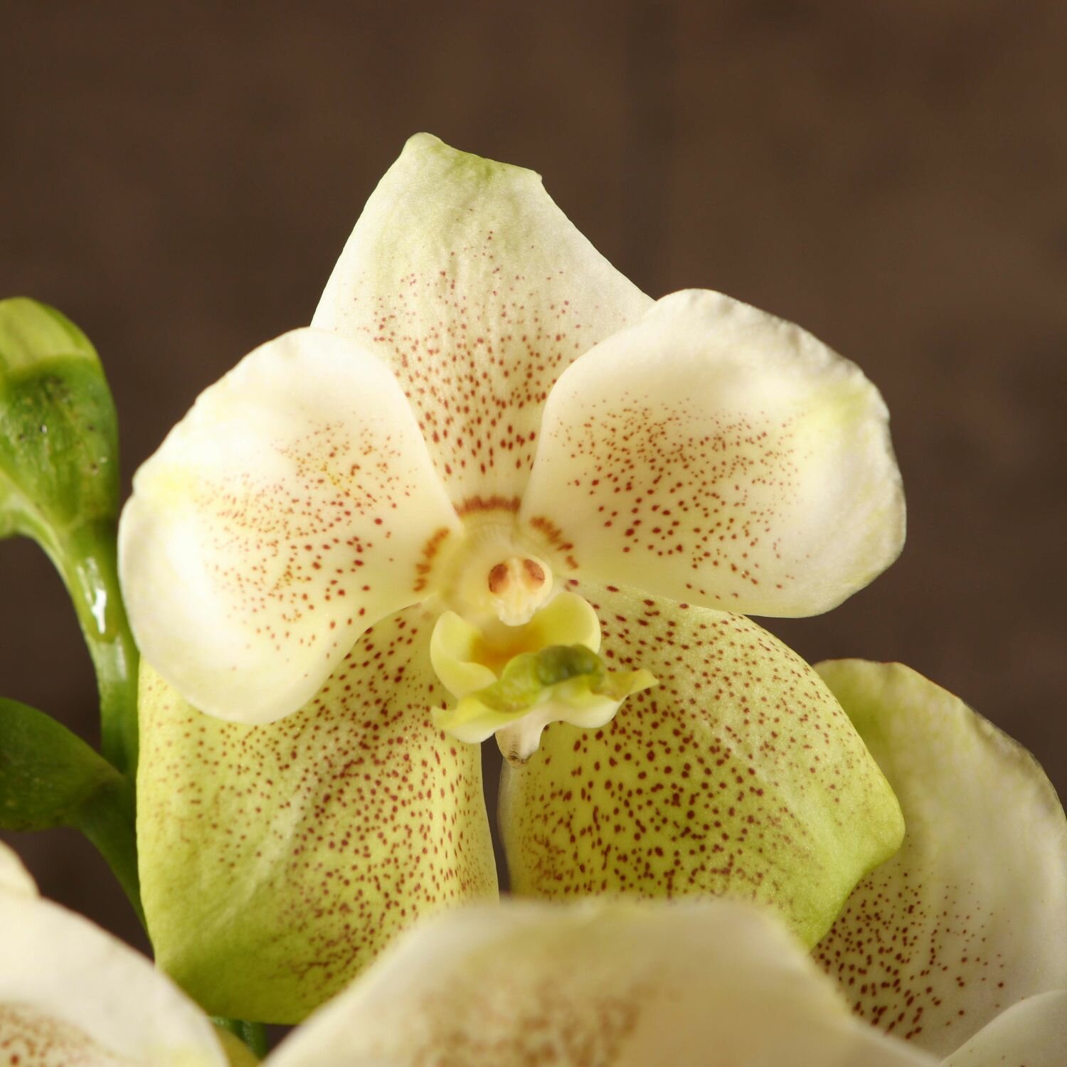 Орхидея Ванда в бокале Шампань белая