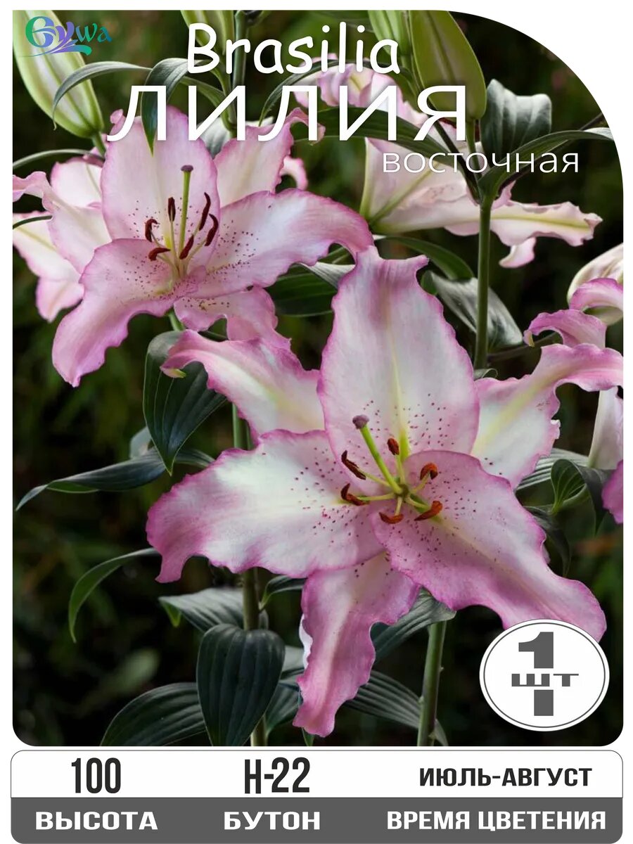 Лилия луковицы многолетние Бразилия, восточные, 1шт. высота 105 см, розовая